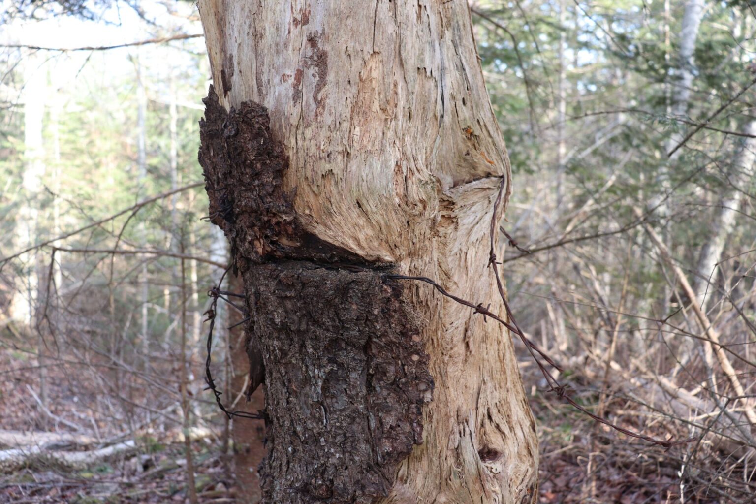 Wounds & Liberation: A Tree’s Story | Sharon English